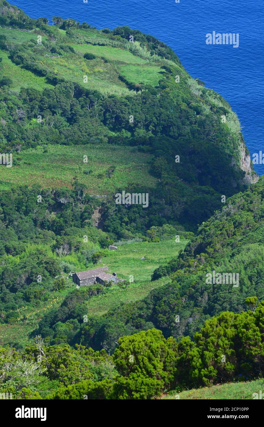 Azores evergreen forest hi-res stock photography and images - Alamy