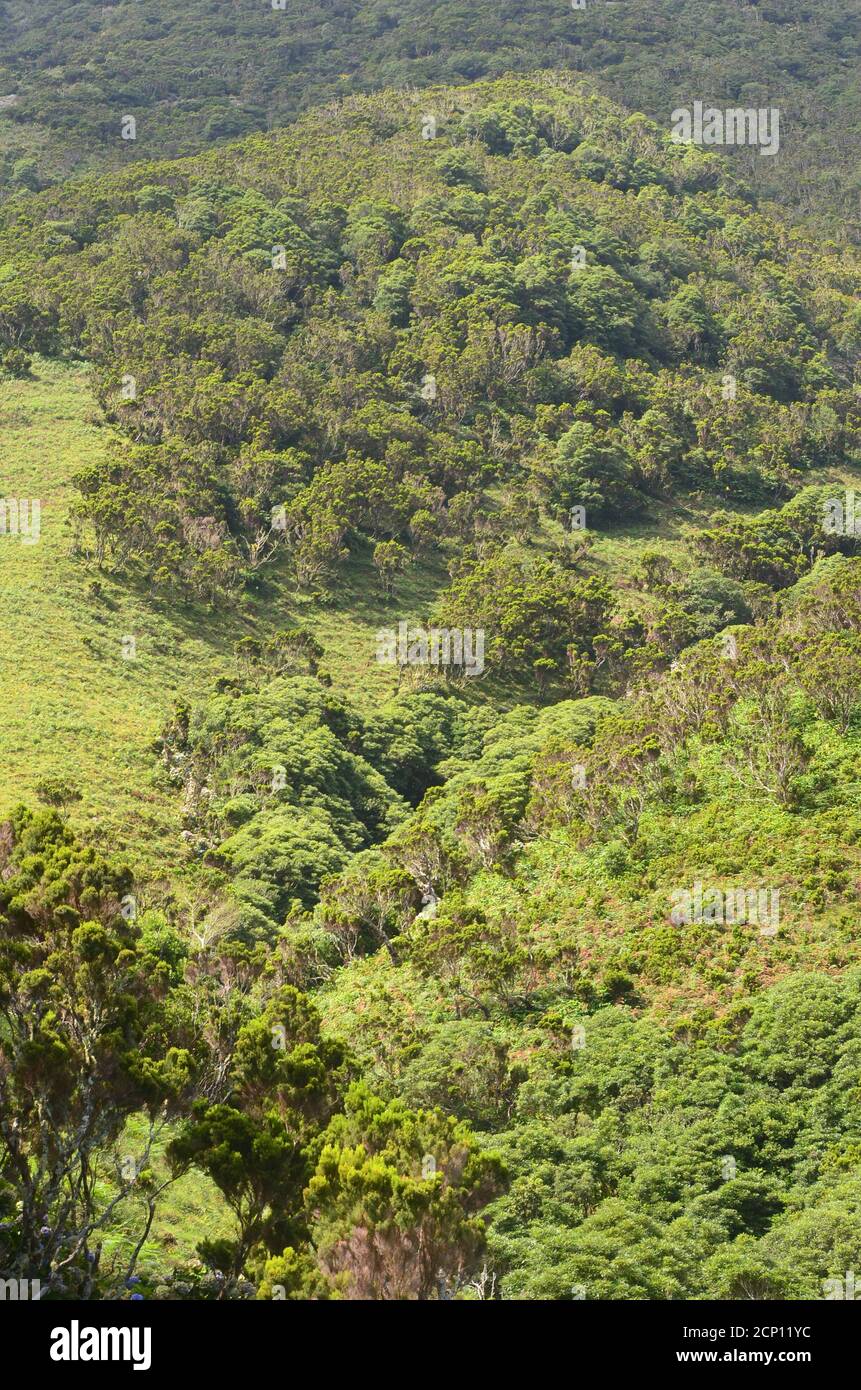 Laurisilva forest in Sao Jorge island, Azores archipelago, Portugal ...