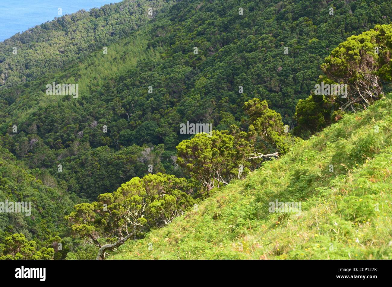 Laurisilva forest in Sao Jorge island, Azores archipelago, Portugal ...