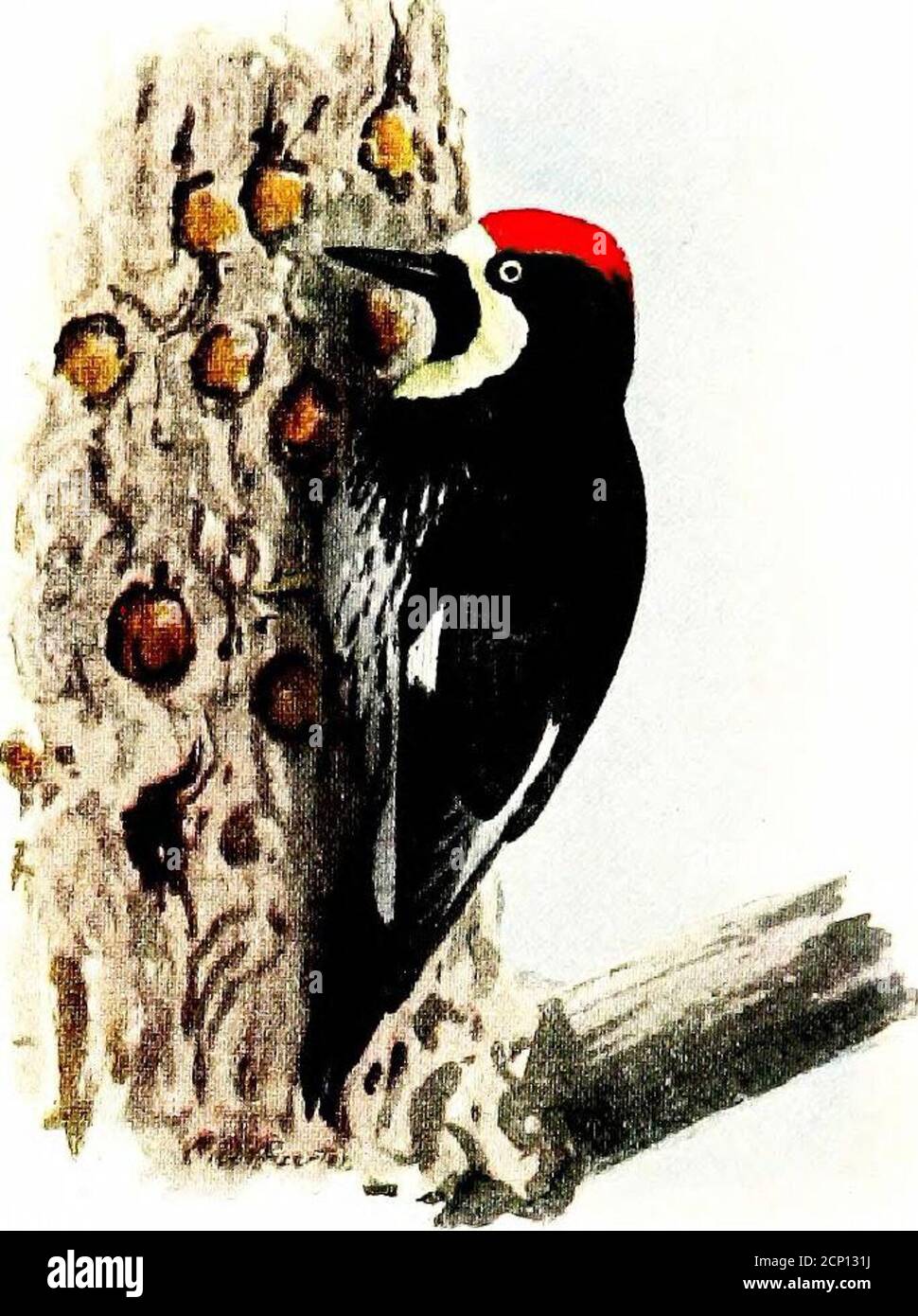 America creep Cut Out Stock Images & Pictures - Alamy