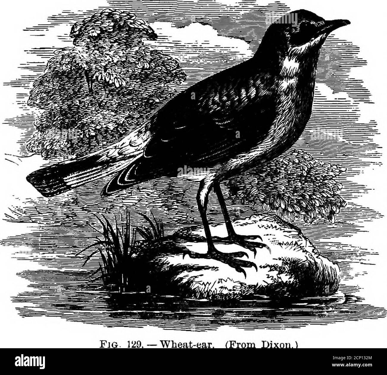 Preparing bird specimens Black and White Stock Photos & Images - Alamy