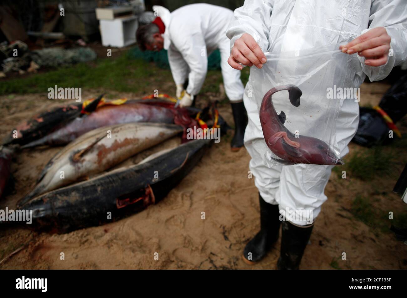 Animal Fetus High Resolution Stock Photography and Images - Alamy