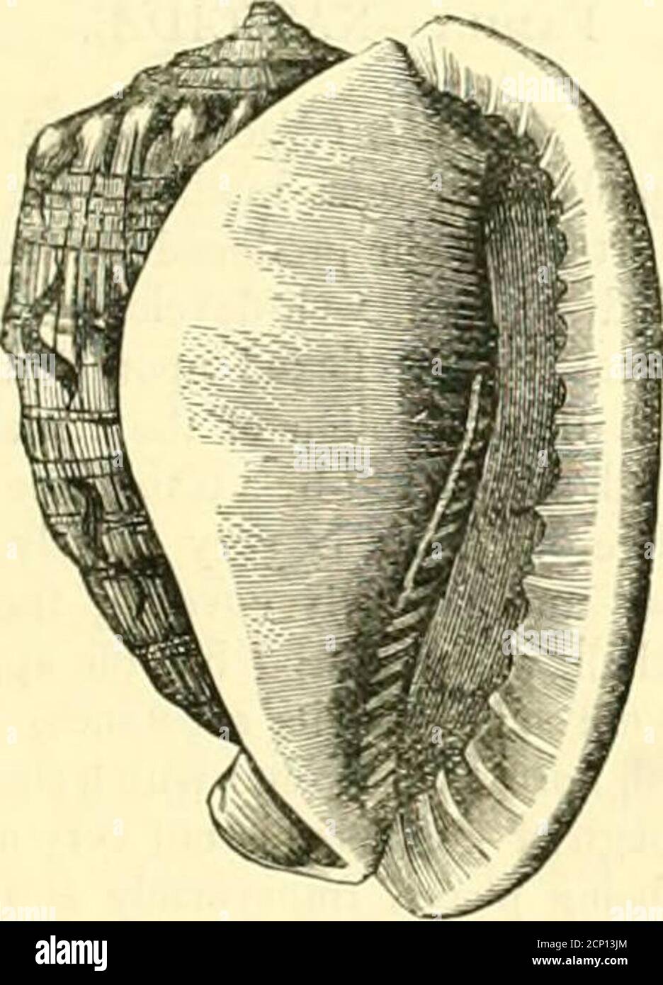 Structure of a bivalve hi-res stock photography and images - Alamy