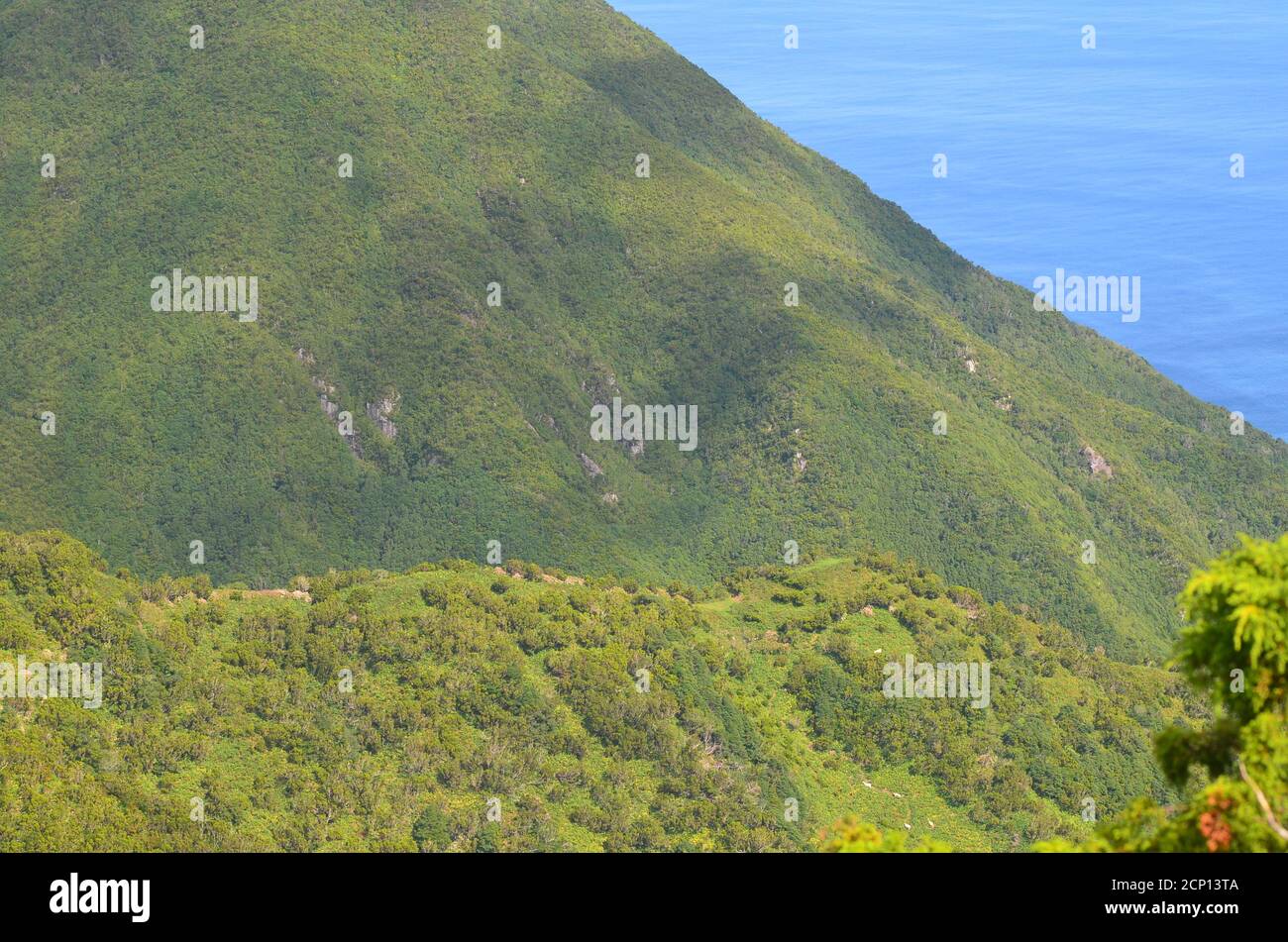 Laurisilva forest in Sao Jorge island, Azores archipelago, Portugal ...
