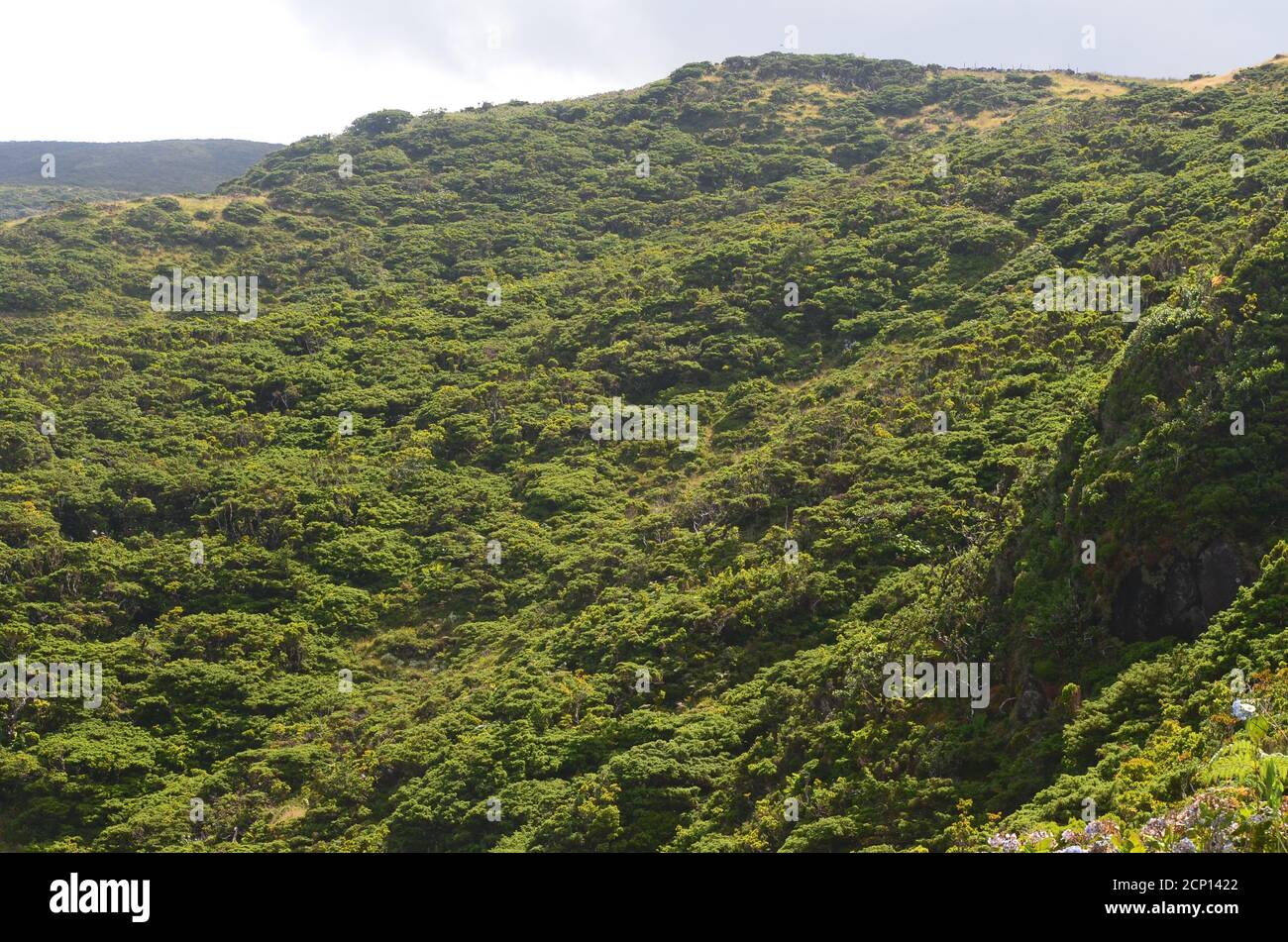 Laurisilva forest in Sao Jorge island, Azores archipelago, Portugal ...