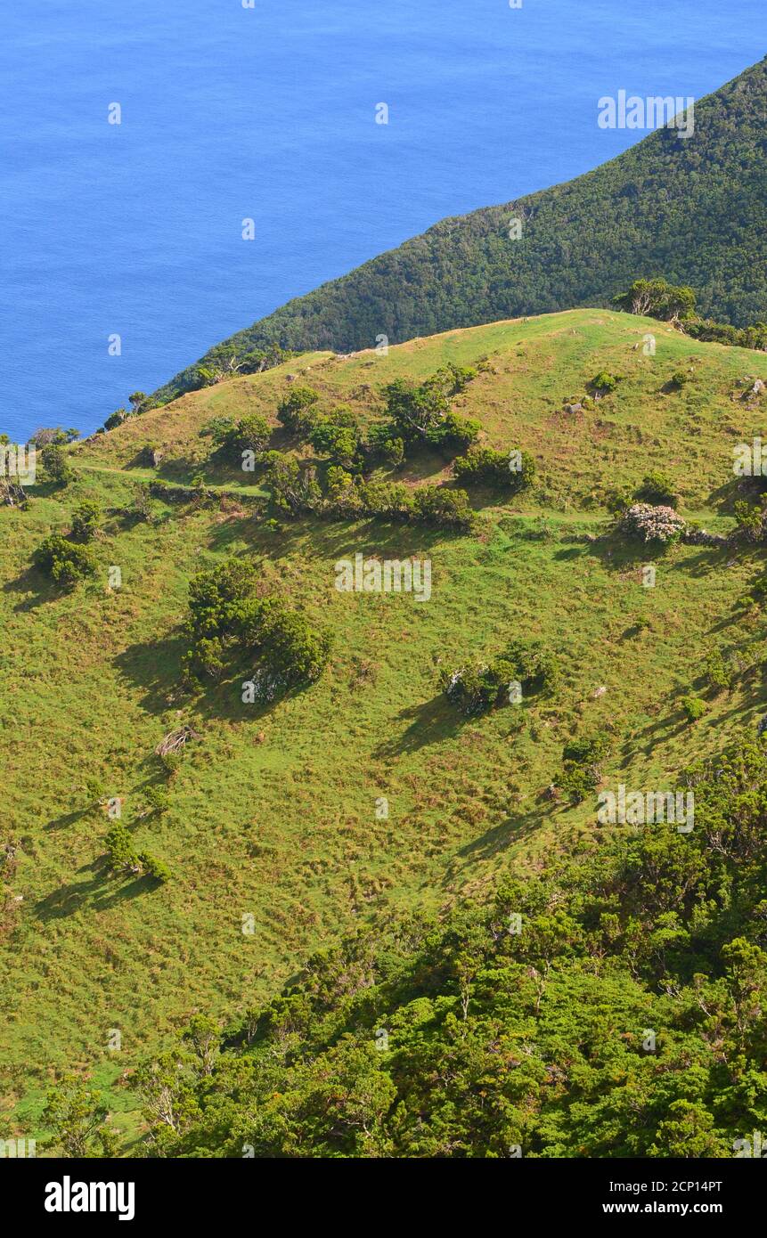 Laurisilva forest in Sao Jorge island, Azores archipelago, Portugal ...