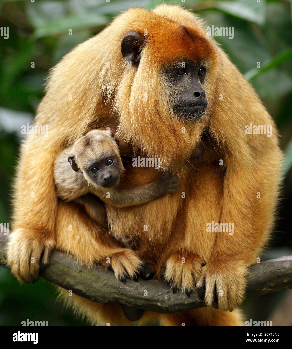 Pale buff hi-res stock photography and images - Alamy