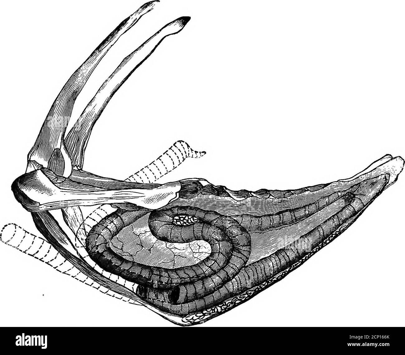 Bony labyrinth hi-res stock photography and images - Alamy