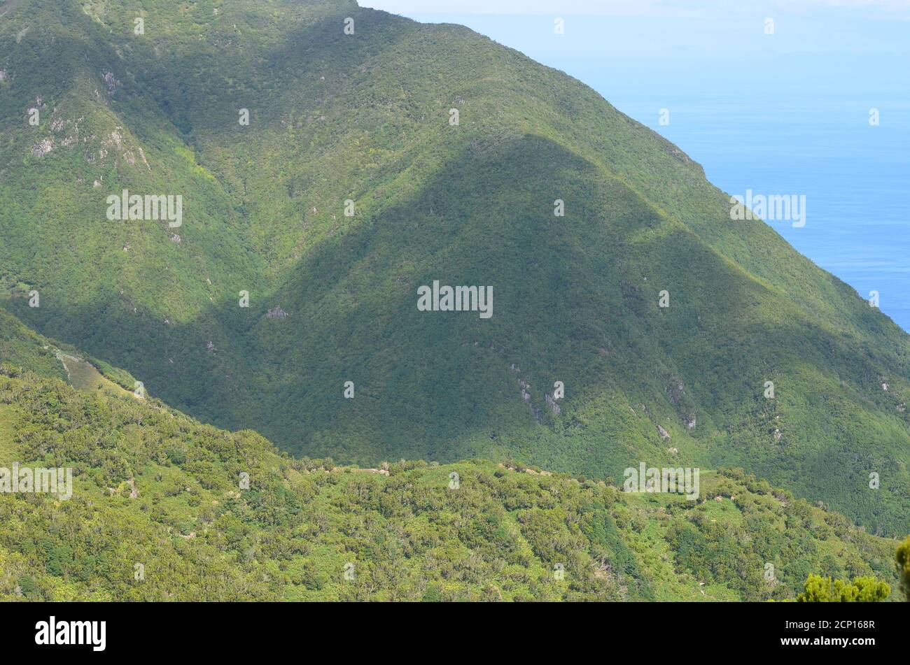 Laurisilva forest in Sao Jorge island, Azores archipelago, Portugal ...