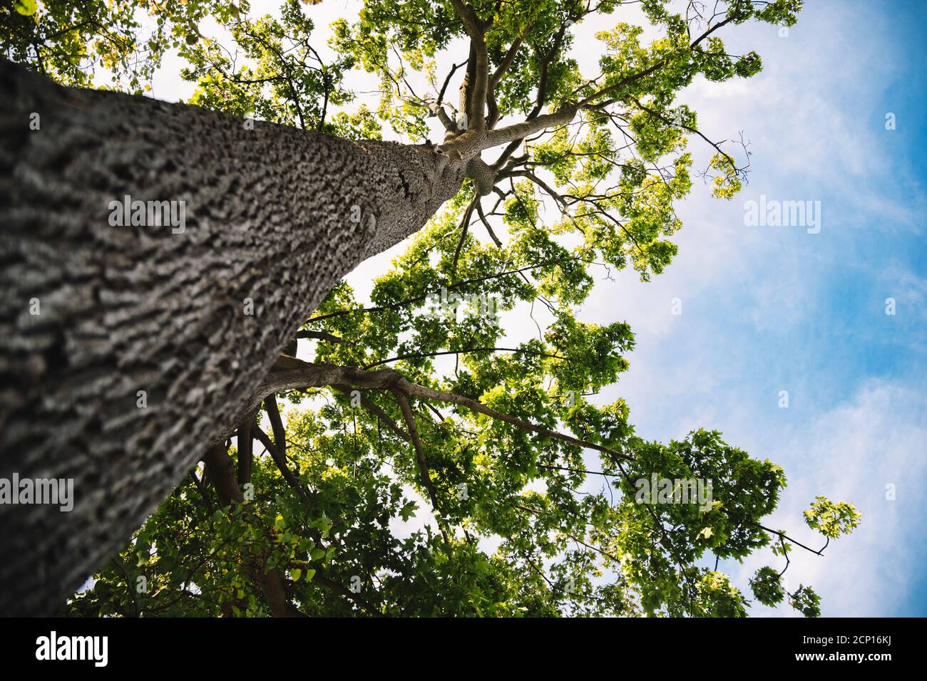 Deciduous tall tree hi-res stock photography and images - Alamy