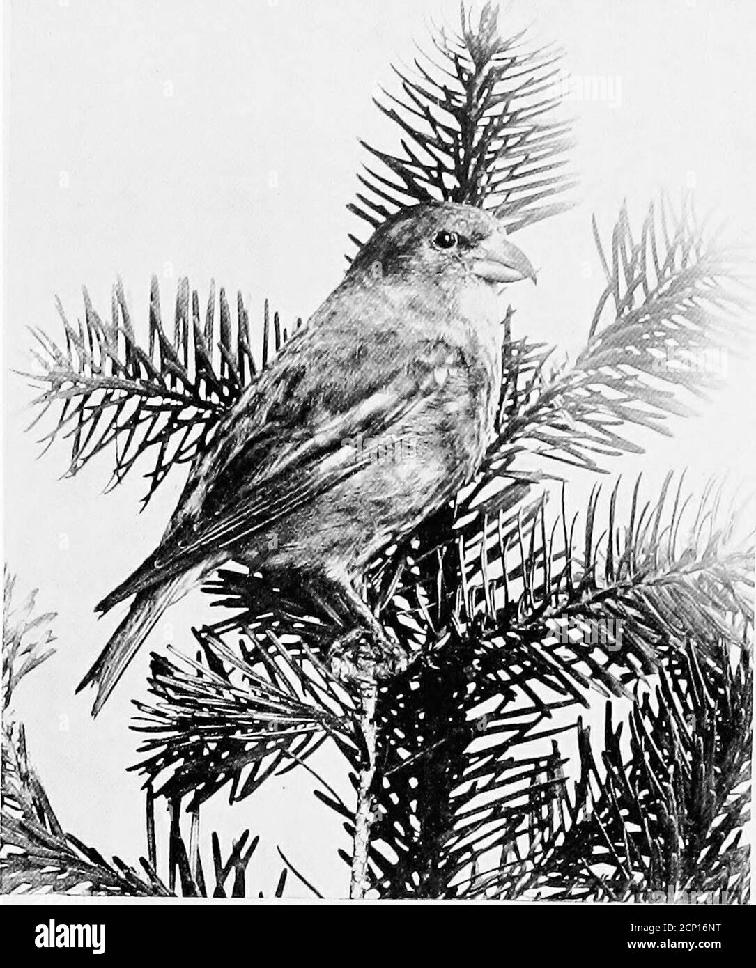 Male and female crossbills Black and White Stock Photos & Images - Alamy