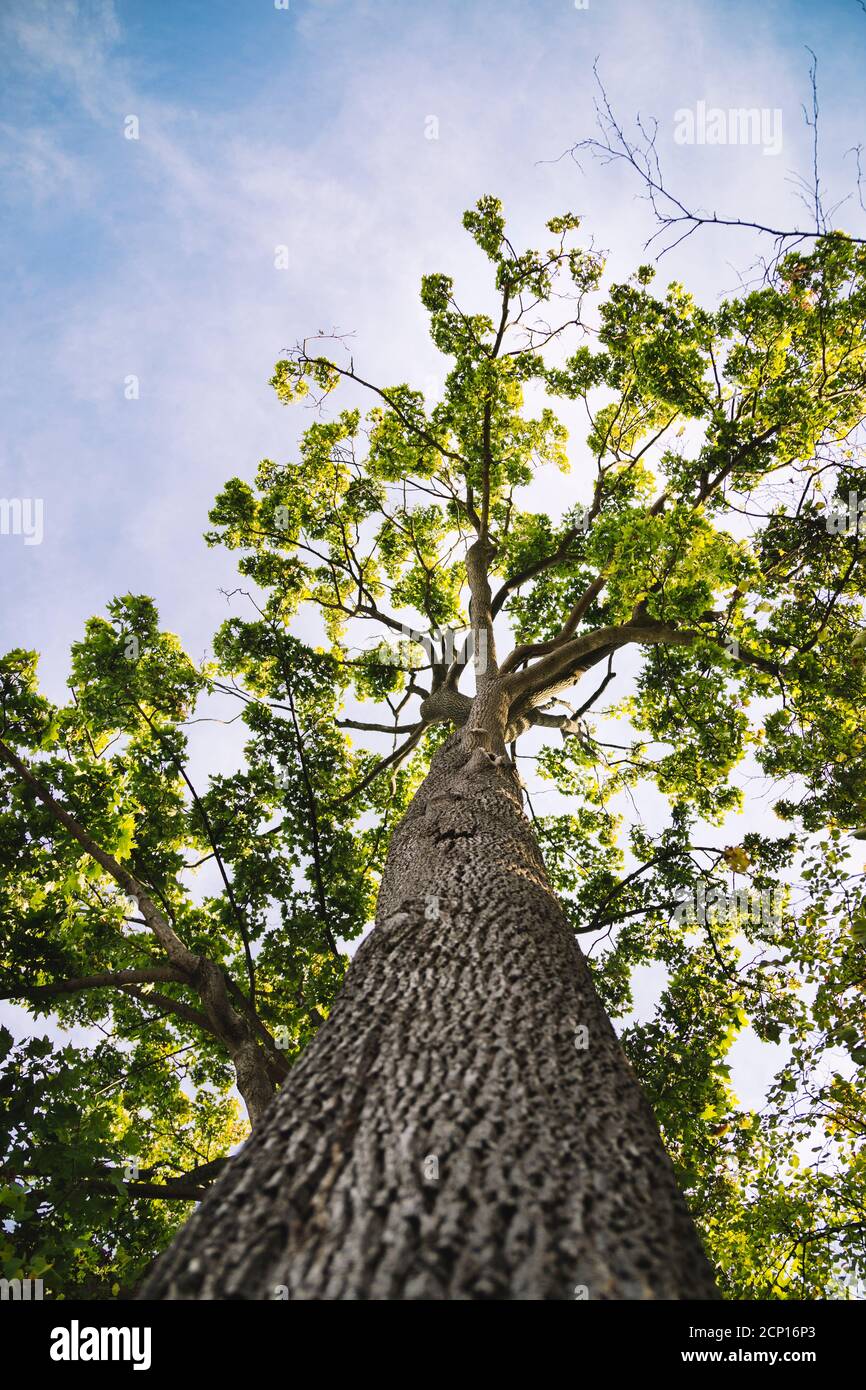 Deciduous tall tree hi-res stock photography and images - Alamy