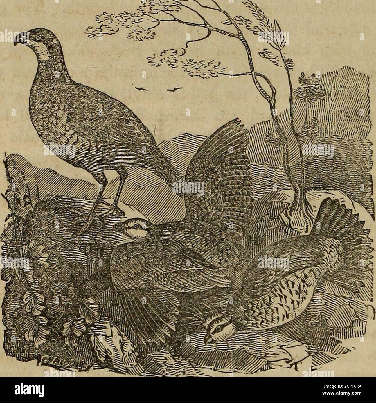 Common american partridge hi-res stock photography and images - Alamy