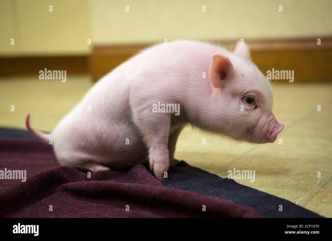 Deformed baby hi-res stock photography and images - Alamy
