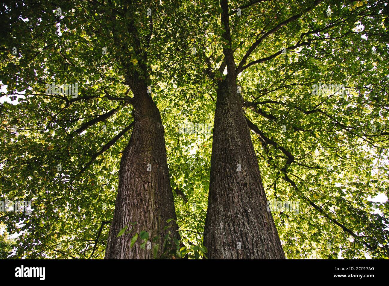 two deciduous trees from below Stock Photo - Alamy