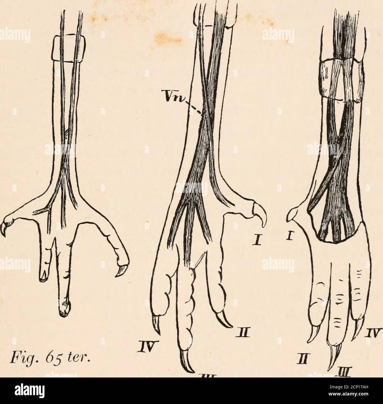 . The myology of the raven (Corvus corax sinuatus.) A guide to the ...