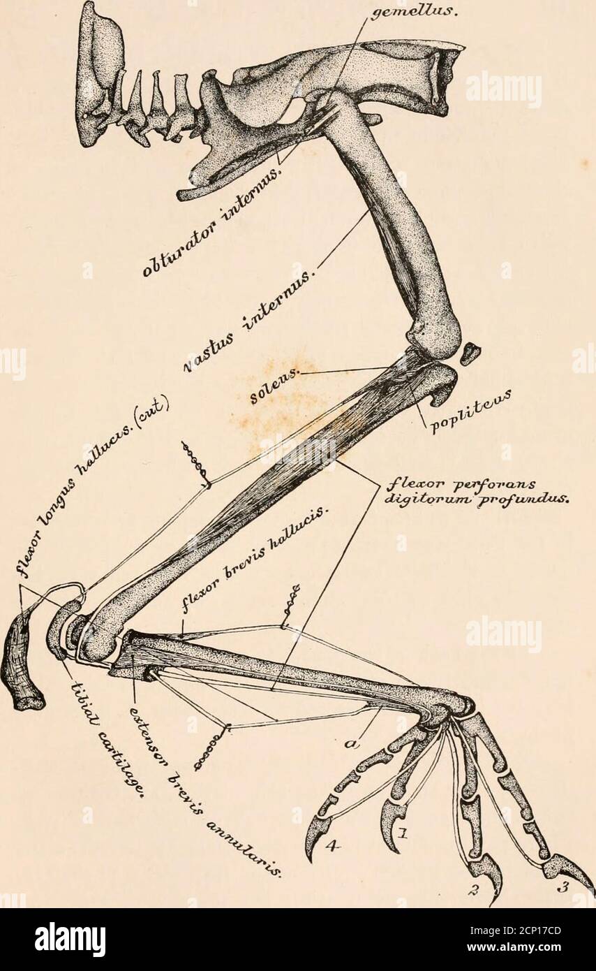 . The myology of the raven (Corvus corax sinuatus.) A guide to the ...