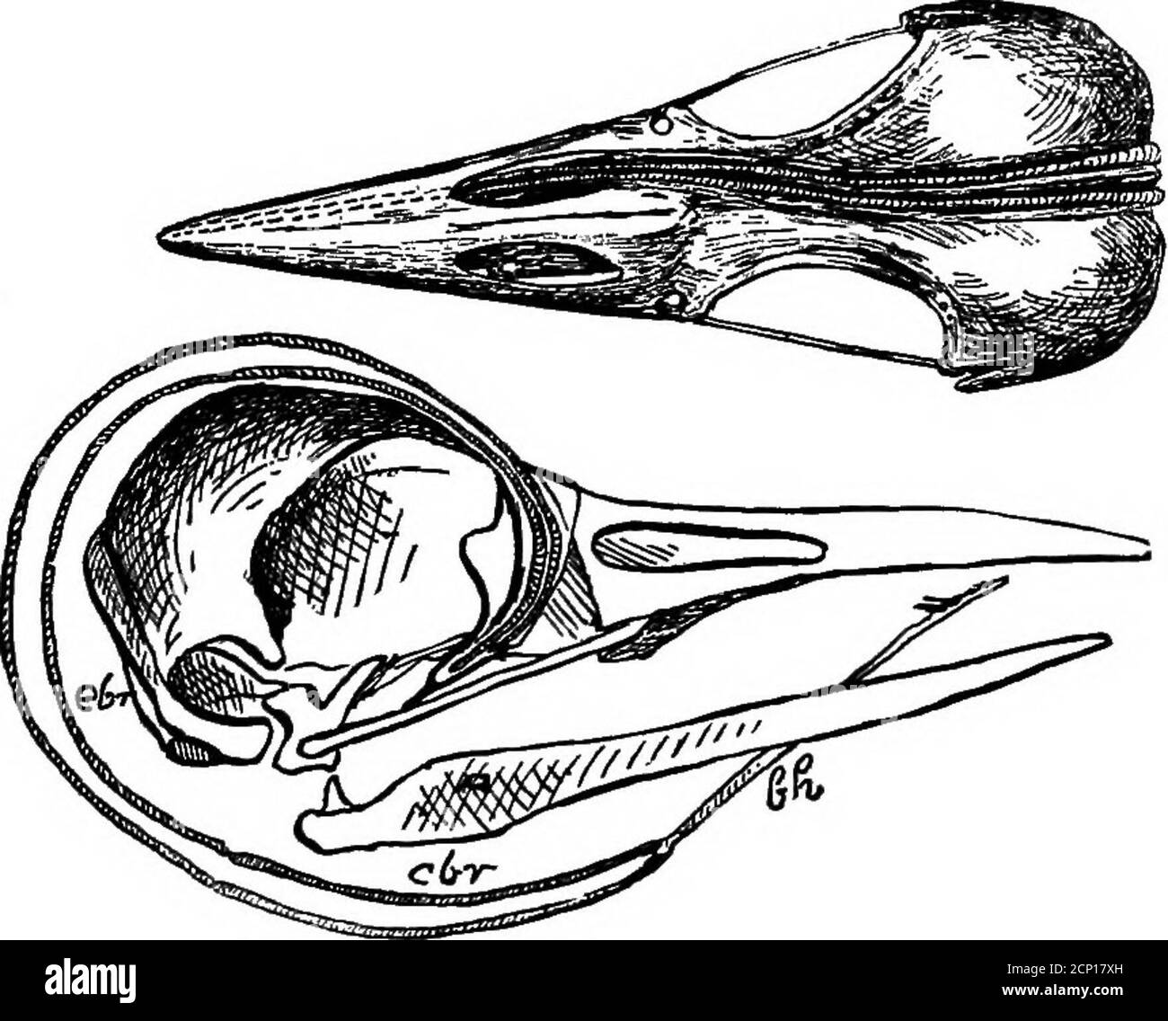Fossil bird skull from hi-res stock photography and images - Alamy
