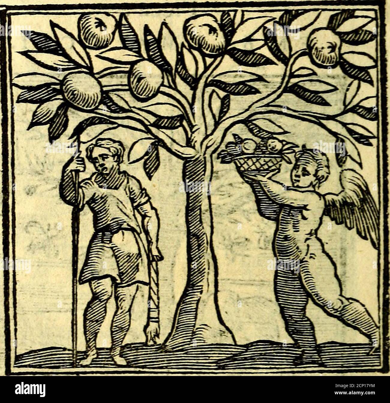 Radicibus hi-res stock photography and images - Alamy