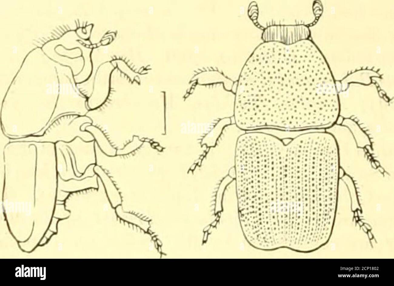 Maggot wound hi-res stock photography and images - Alamy