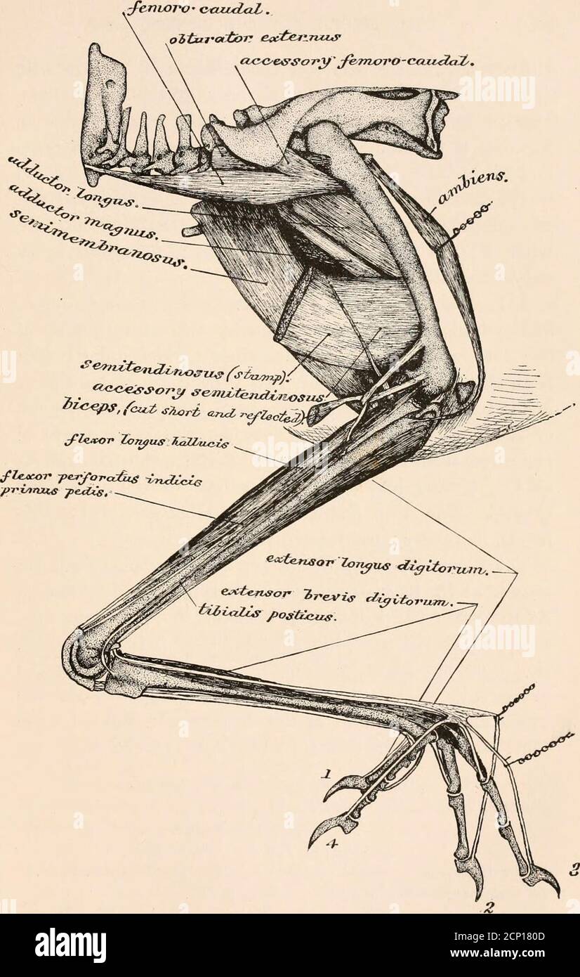 Bird Muscular System