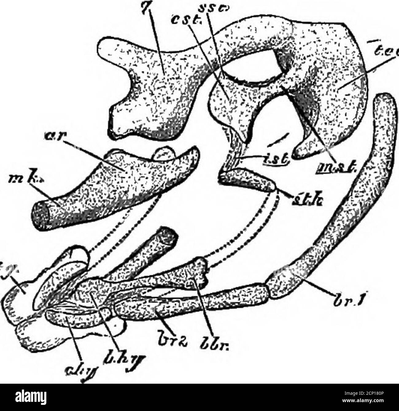 Bird cartilage hi-res stock photography and images - Alamy