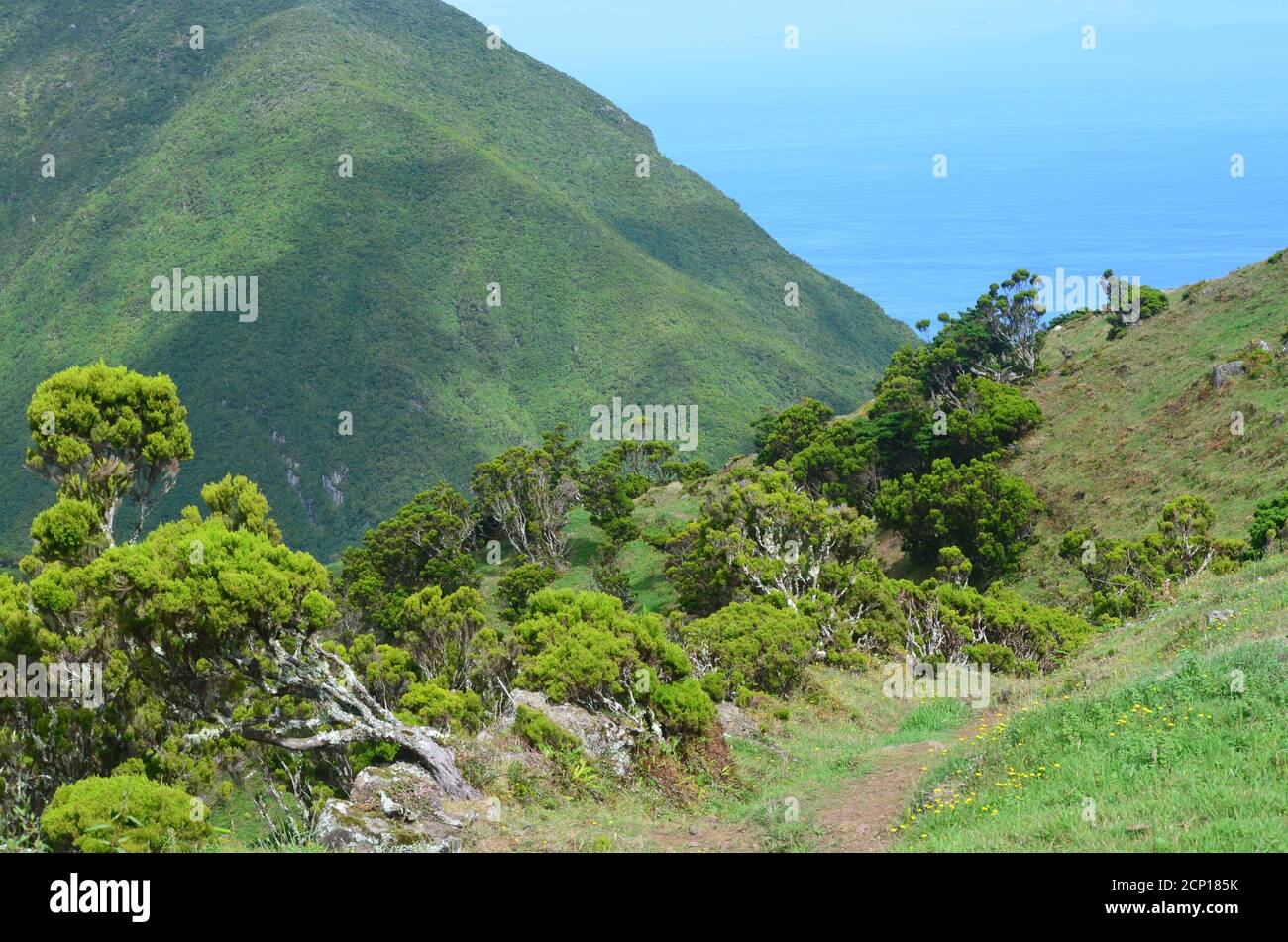Azores evergreen forest hi-res stock photography and images - Alamy