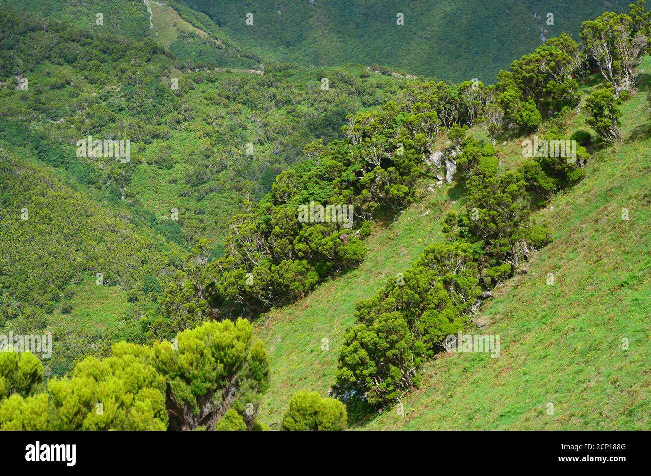 Laurisilva forest in Sao Jorge island, Azores archipelago, Portugal ...