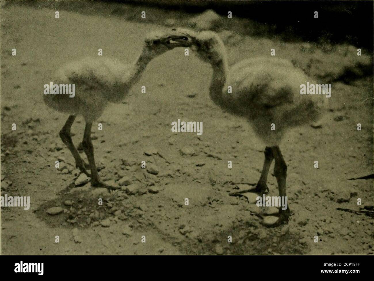 . Bird lore . VOr(; ILAMINGO FEEDING AFTER THE MANNEROF THE ADULT ...