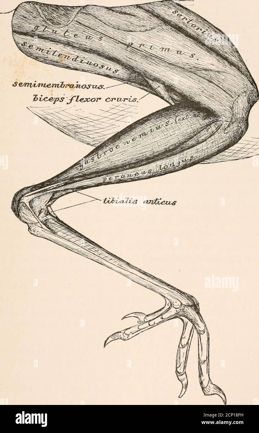 Muscle system front back hi-res stock photography and images - Alamy