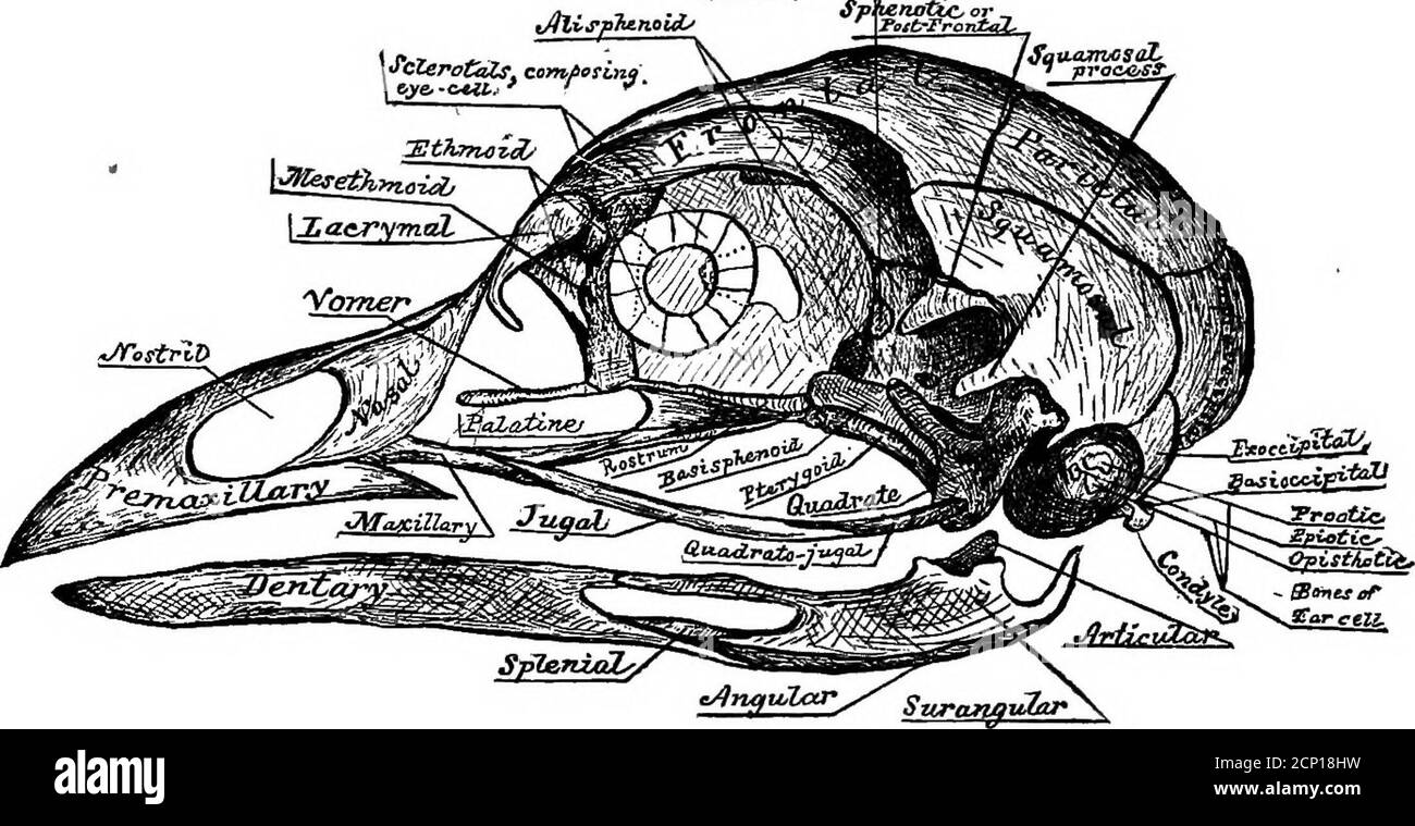 . Key to North American birds. Containing a concise account of every ...