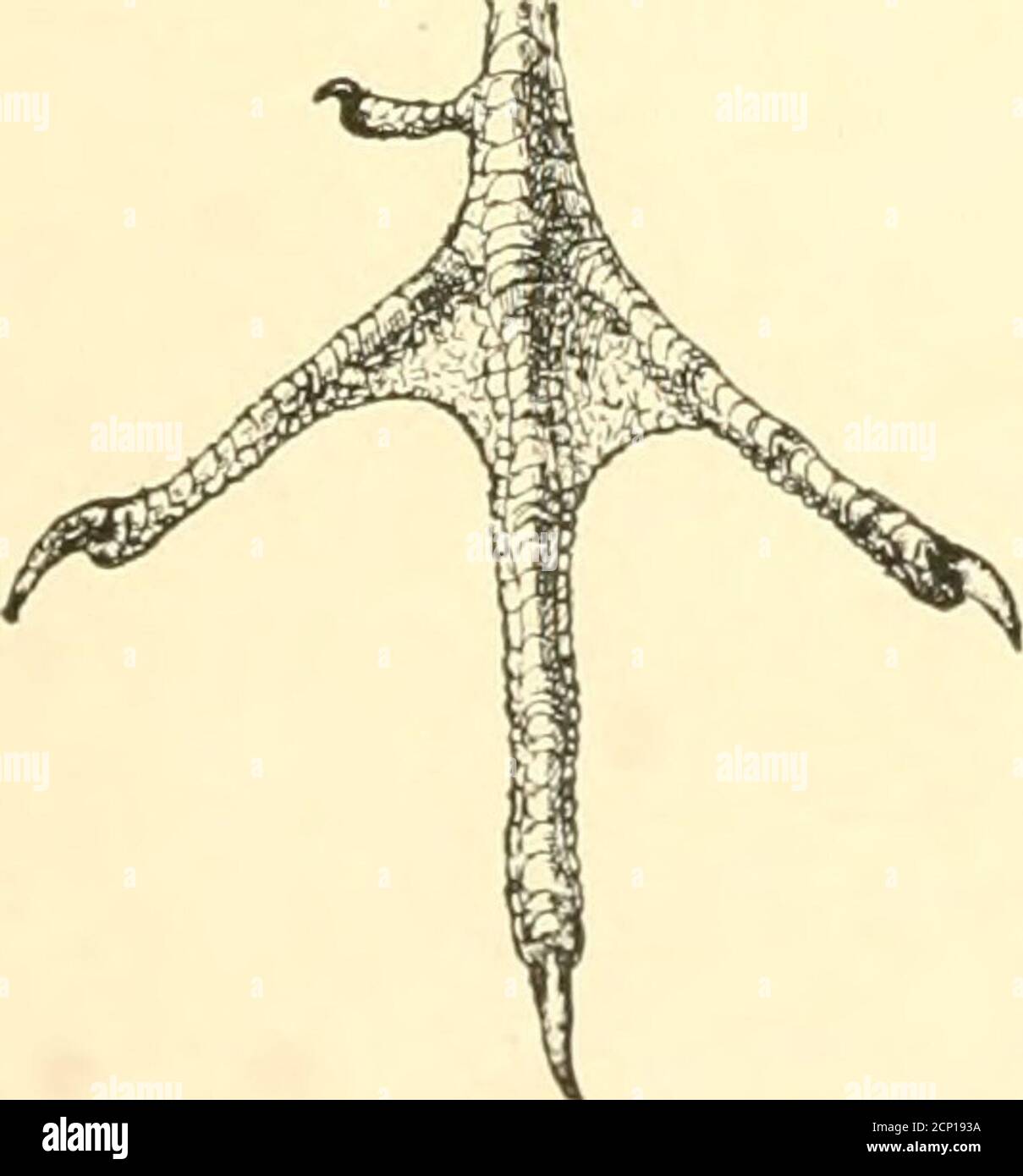 . Bird-life; a guide to the study of our common birds . Fig. 15.—Foot ...
