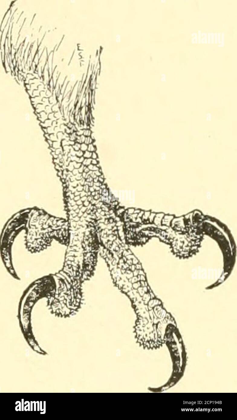 . Bird-life; a guide to the study of our common birds . showing ...