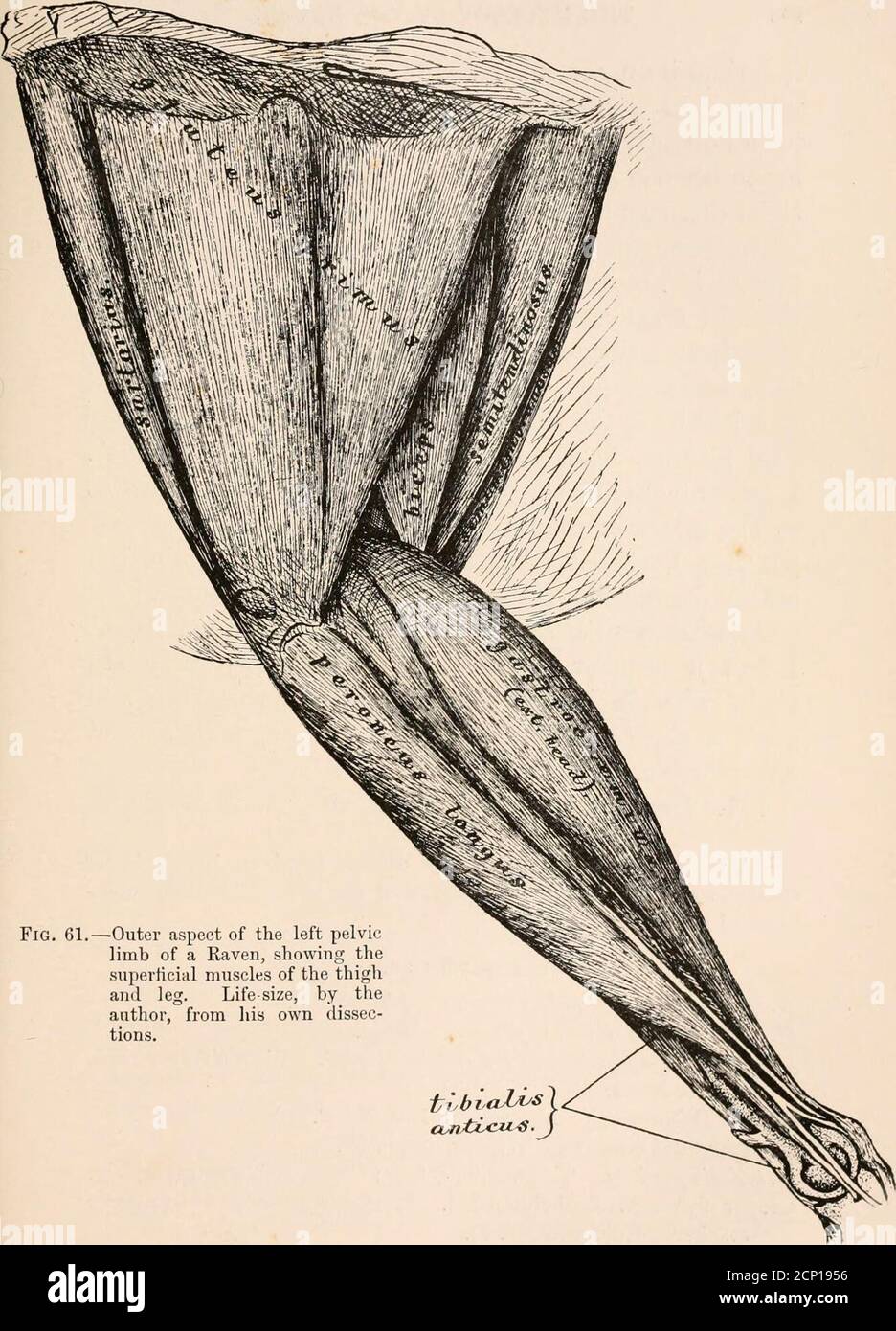. The myology of the raven (Corvus corax sinuatus.) A guide to the ...