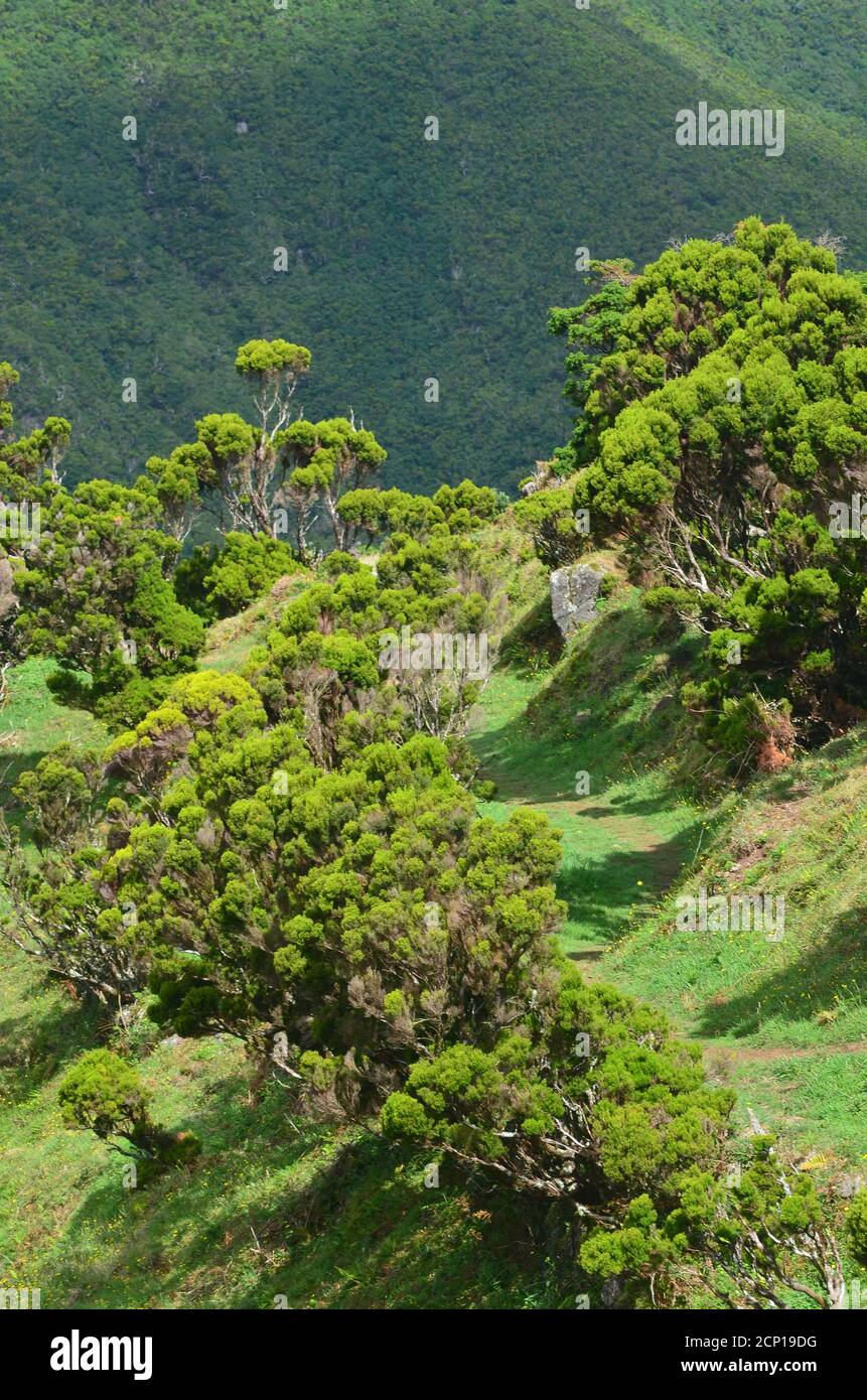 Laurisilva forest in Sao Jorge island, Azores archipelago, Portugal ...