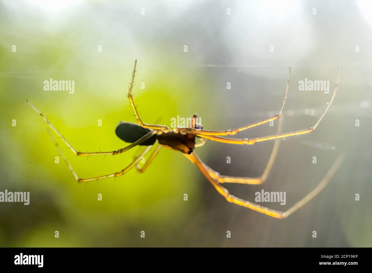 Catchpot hi-res stock photography and images - Alamy