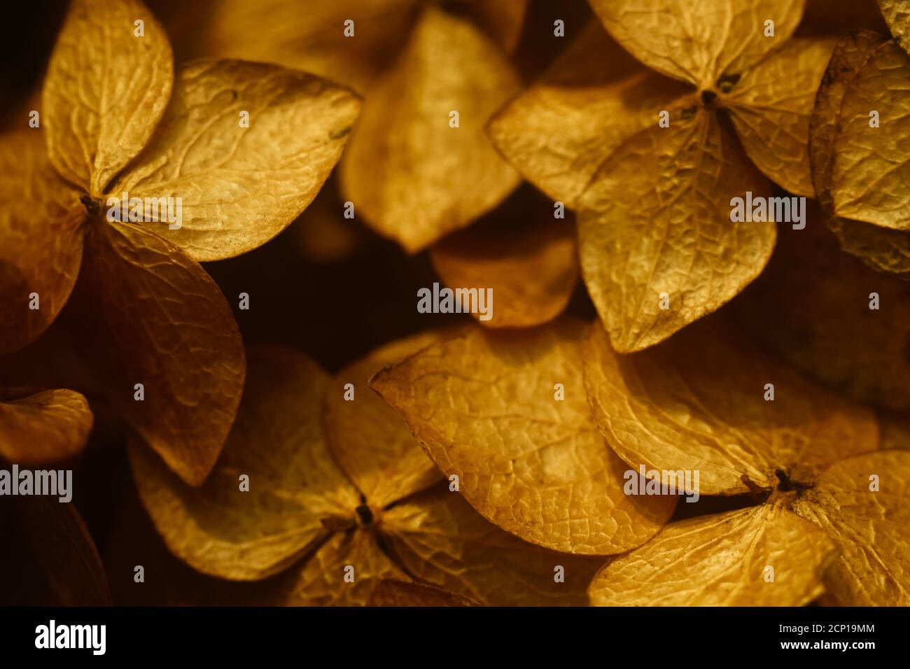 Textured dried flower buds in autumn Stock Photo - Alamy