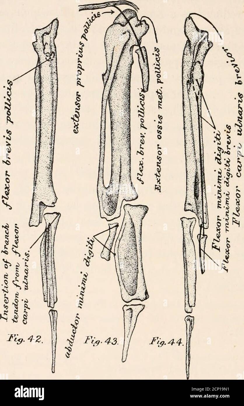 Metacarpe hi-res stock photography and images - Alamy