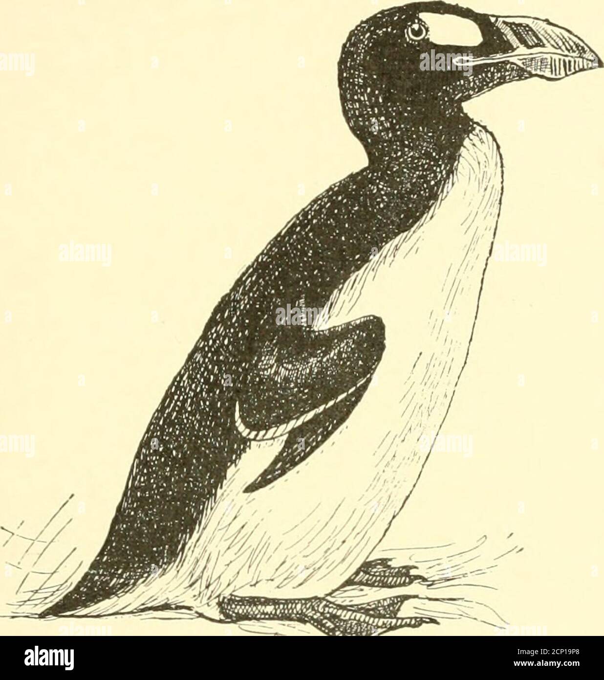 Sixteen oars hi-res stock photography and images - Alamy