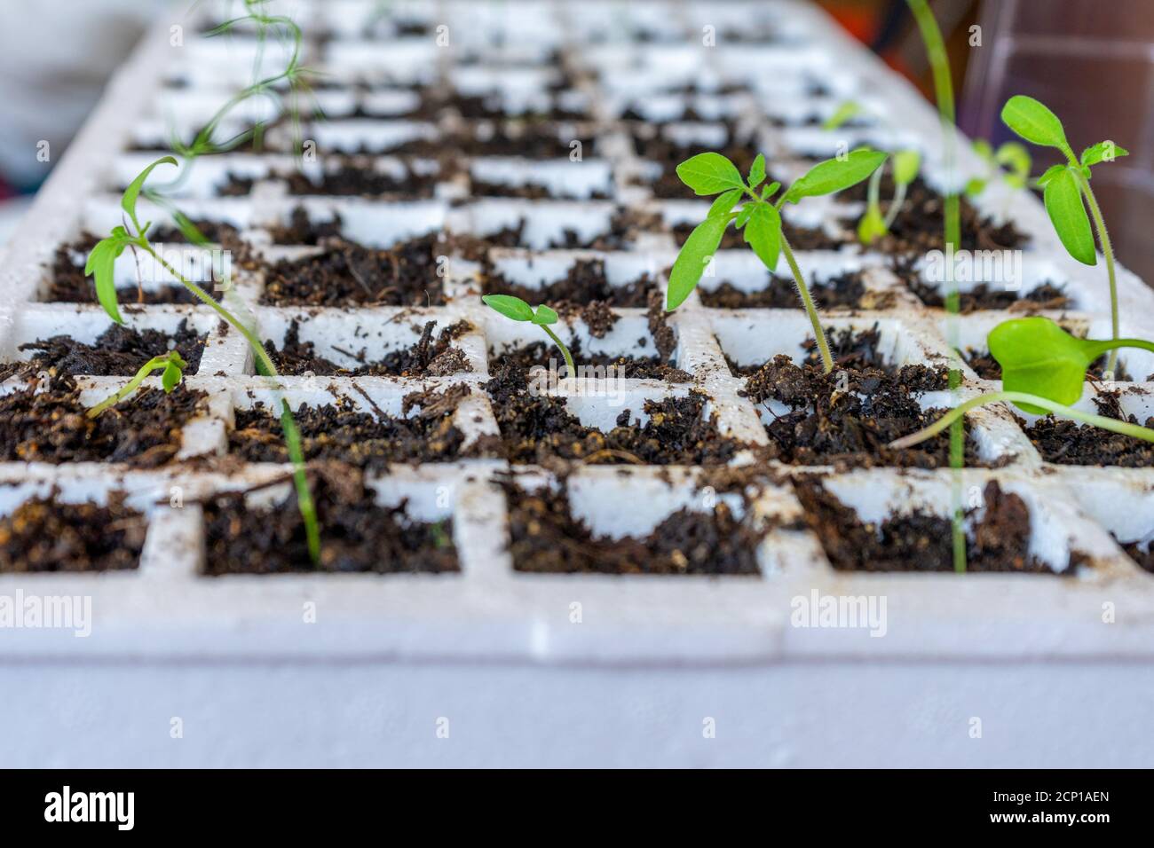 Germinating bed hi-res stock photography and images - Alamy