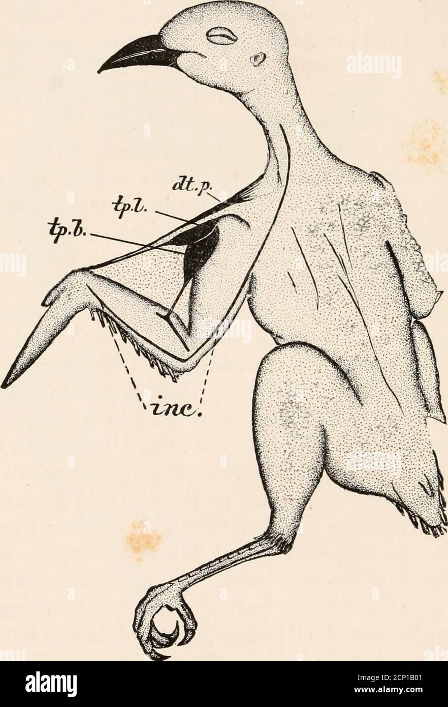 Superficial muscles of forearm hi-res stock photography and images - Alamy