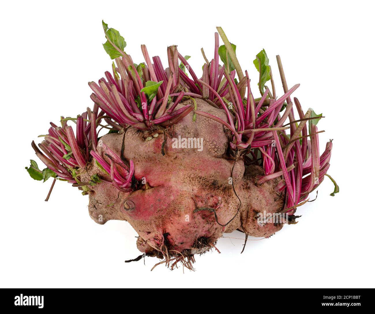Very large organic red beet on a white background Stock Photo - Alamy