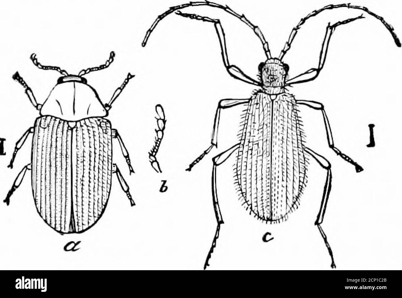 Larva 10 Cut Out Stock Images & Pictures - Alamy
