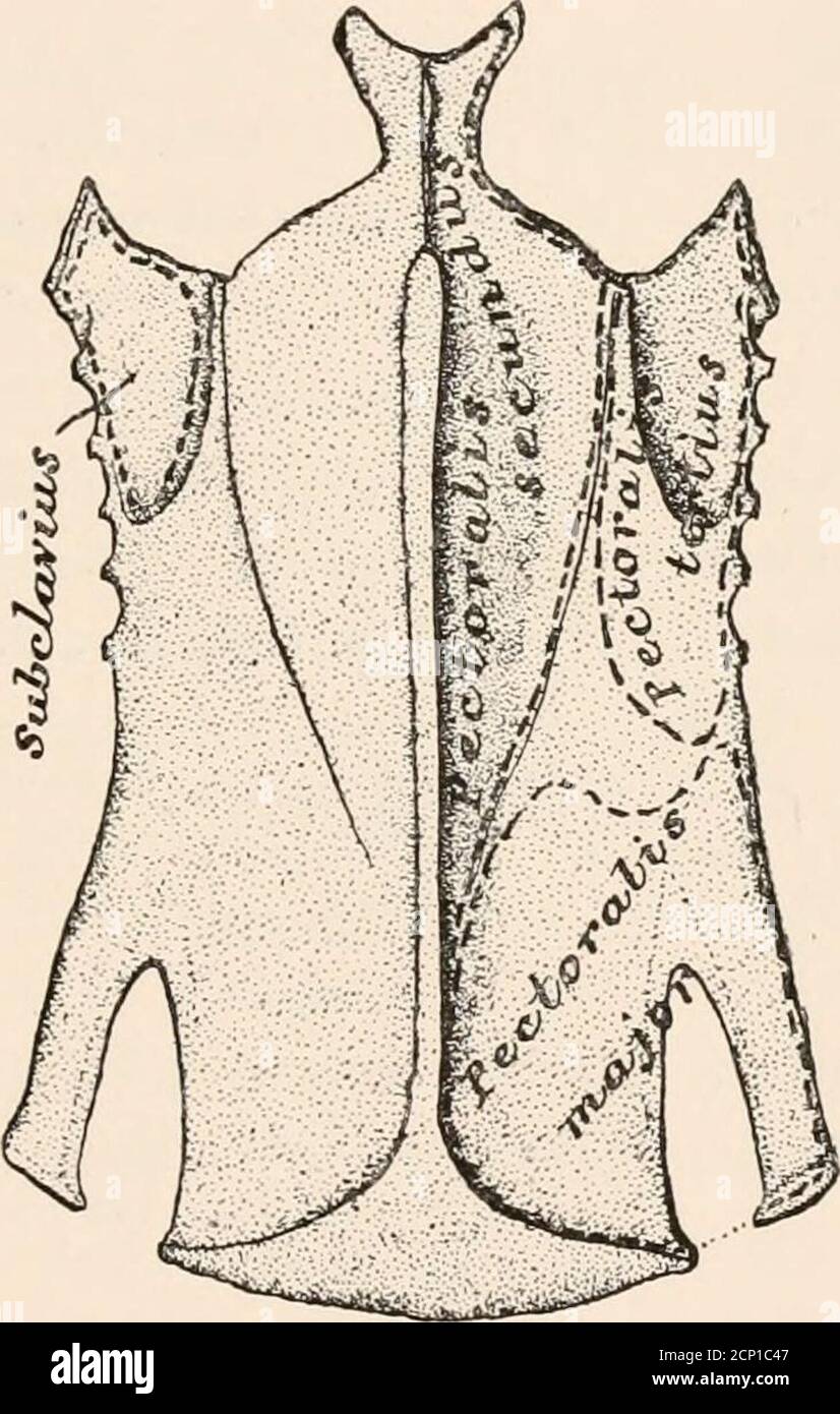 . The myology of the raven (Corvus corax sinuatus.) A guide to the ...