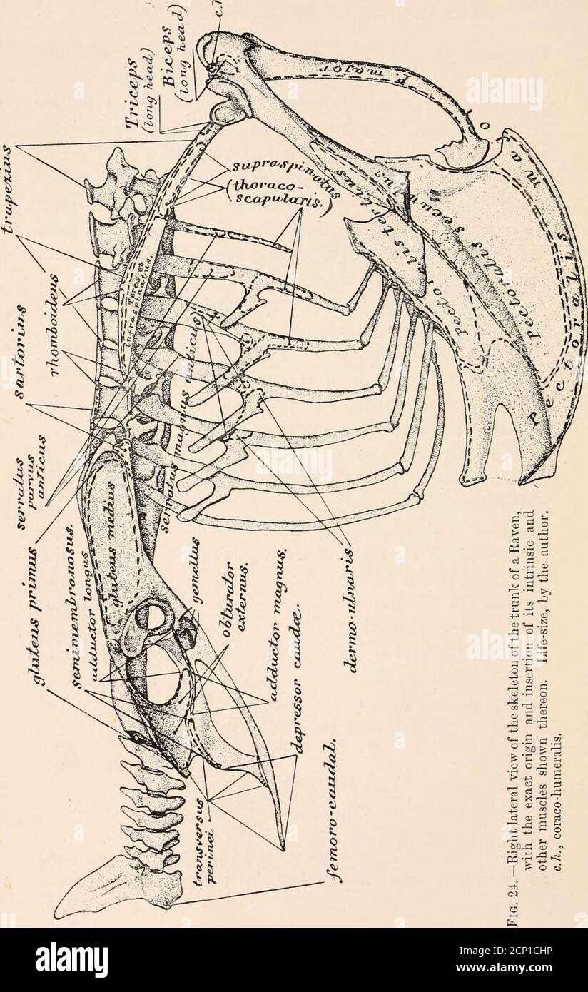 . The myology of the raven (Corvus corax sinuatus.) A guide to the ...