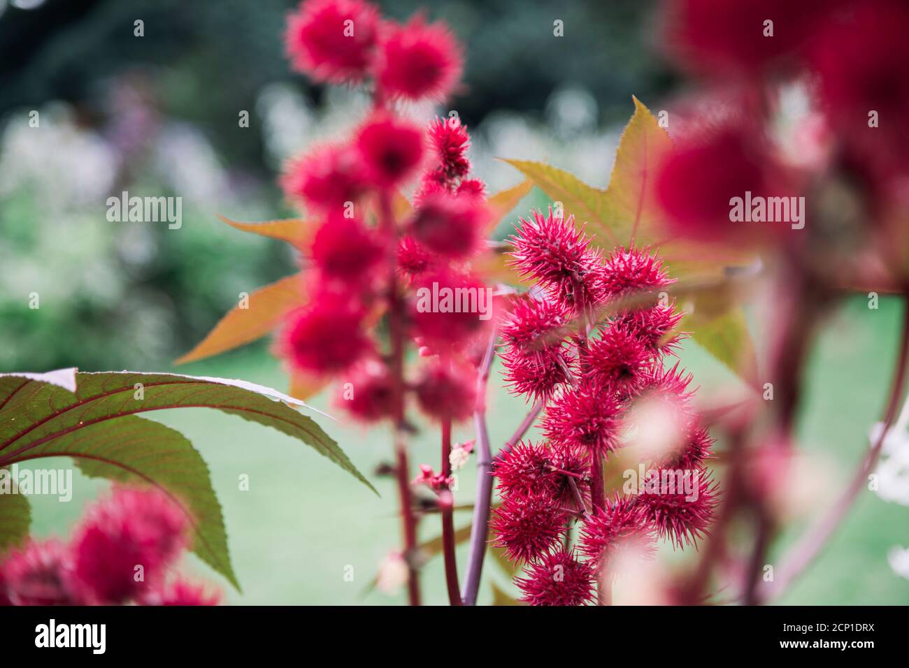 Ricinus Communis, miracle tree Stock Photo - Alamy