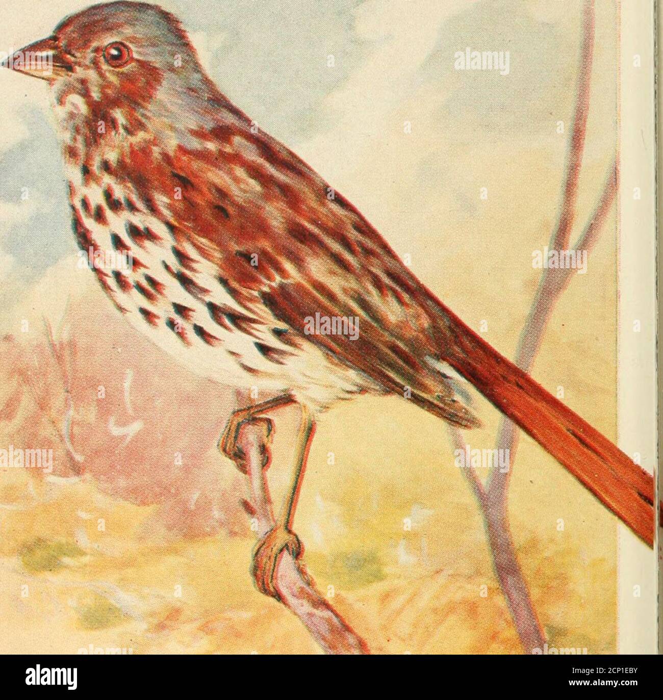 Siskin identification hi-res stock photography and images - Alamy