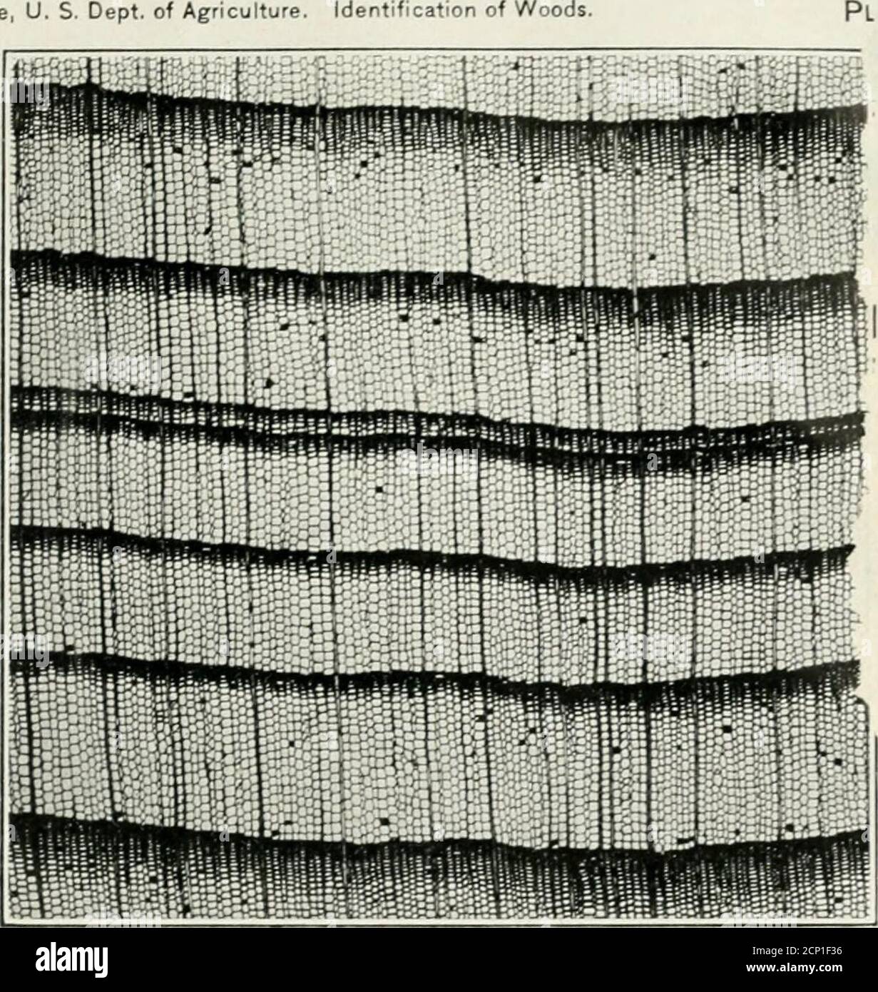Redwood cross section hi-res stock photography and images - Alamy