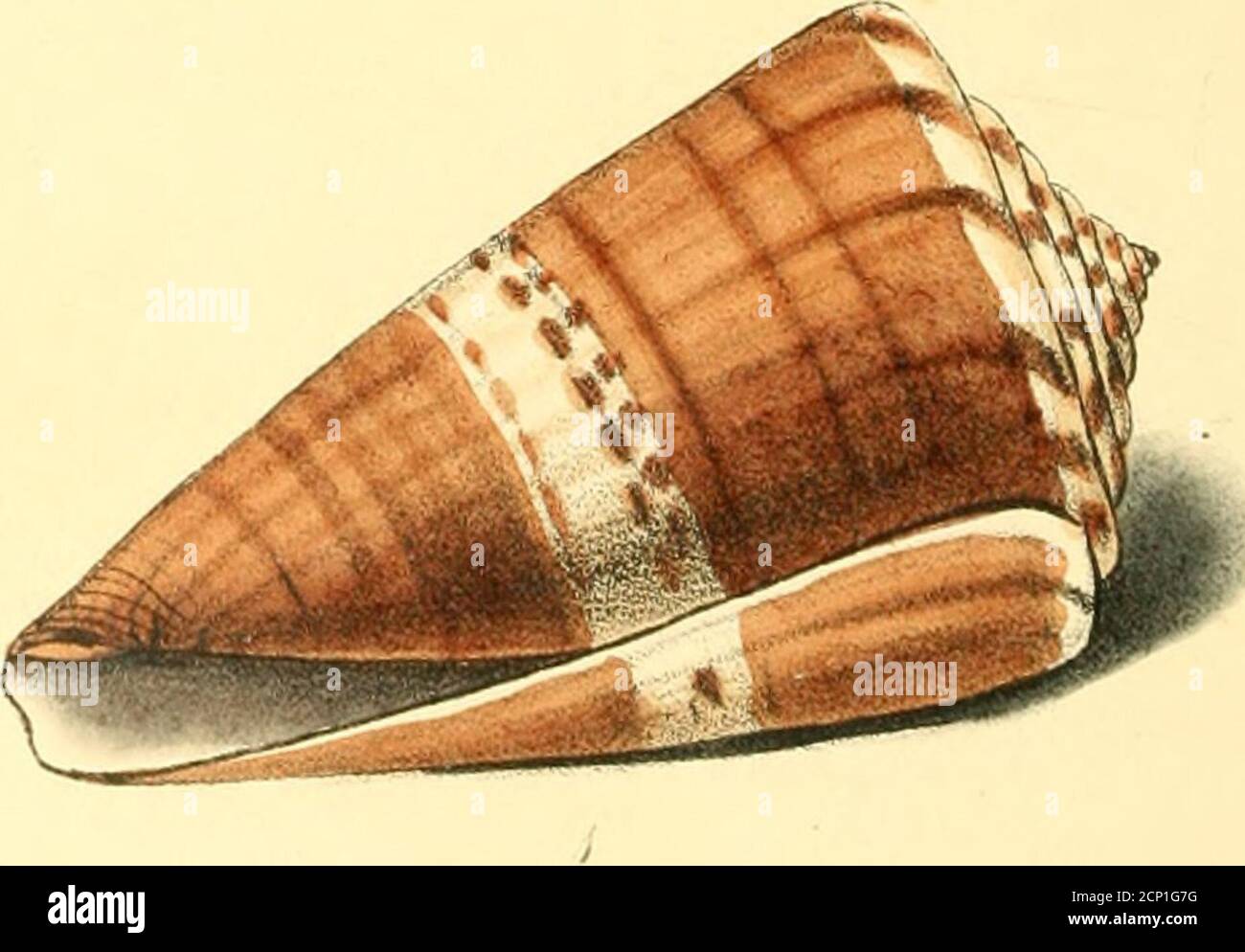 Family strombidae hi-res stock photography and images - Alamy