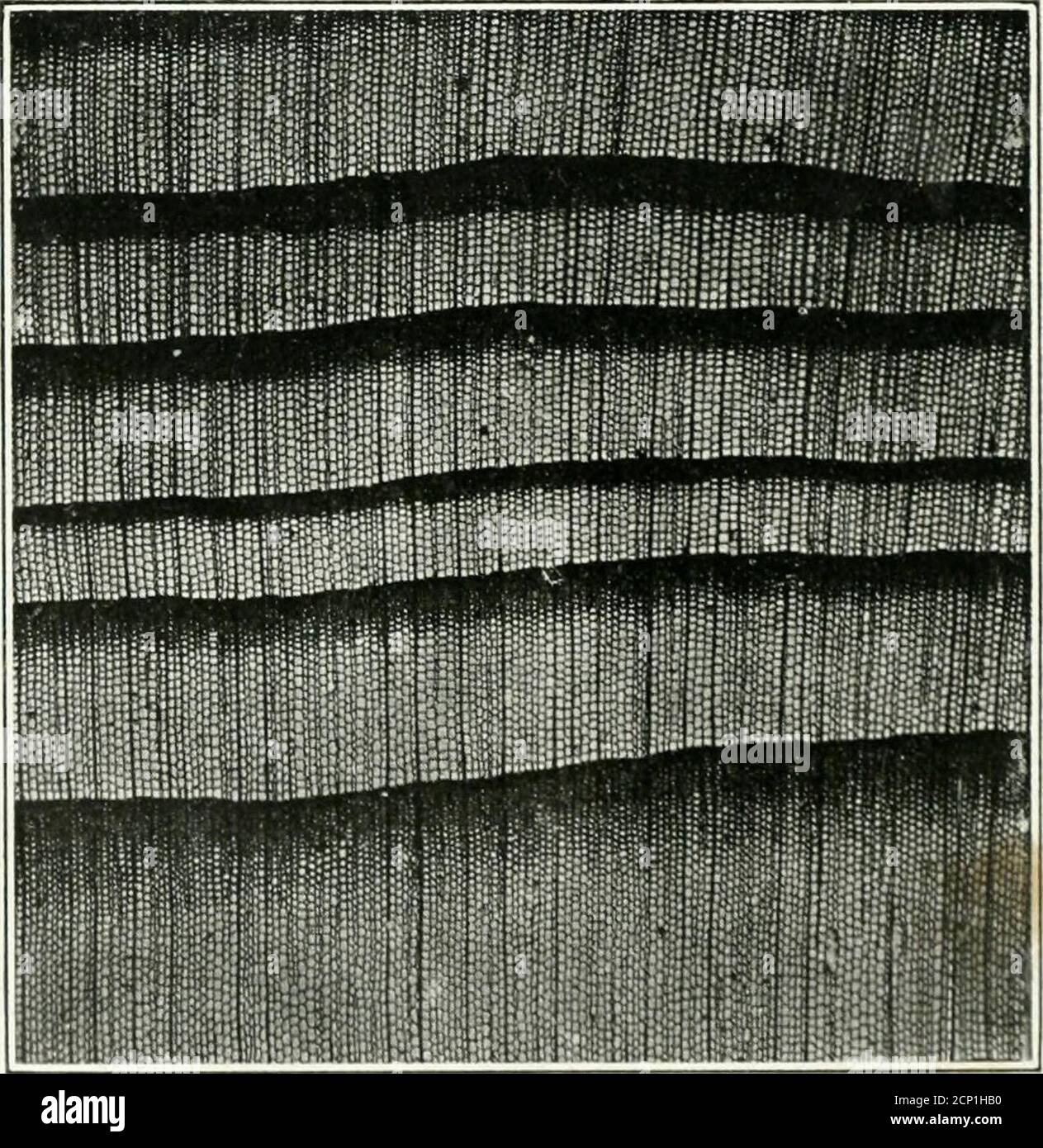 . Guidebook for the identification of woods used for ties and timbers ...